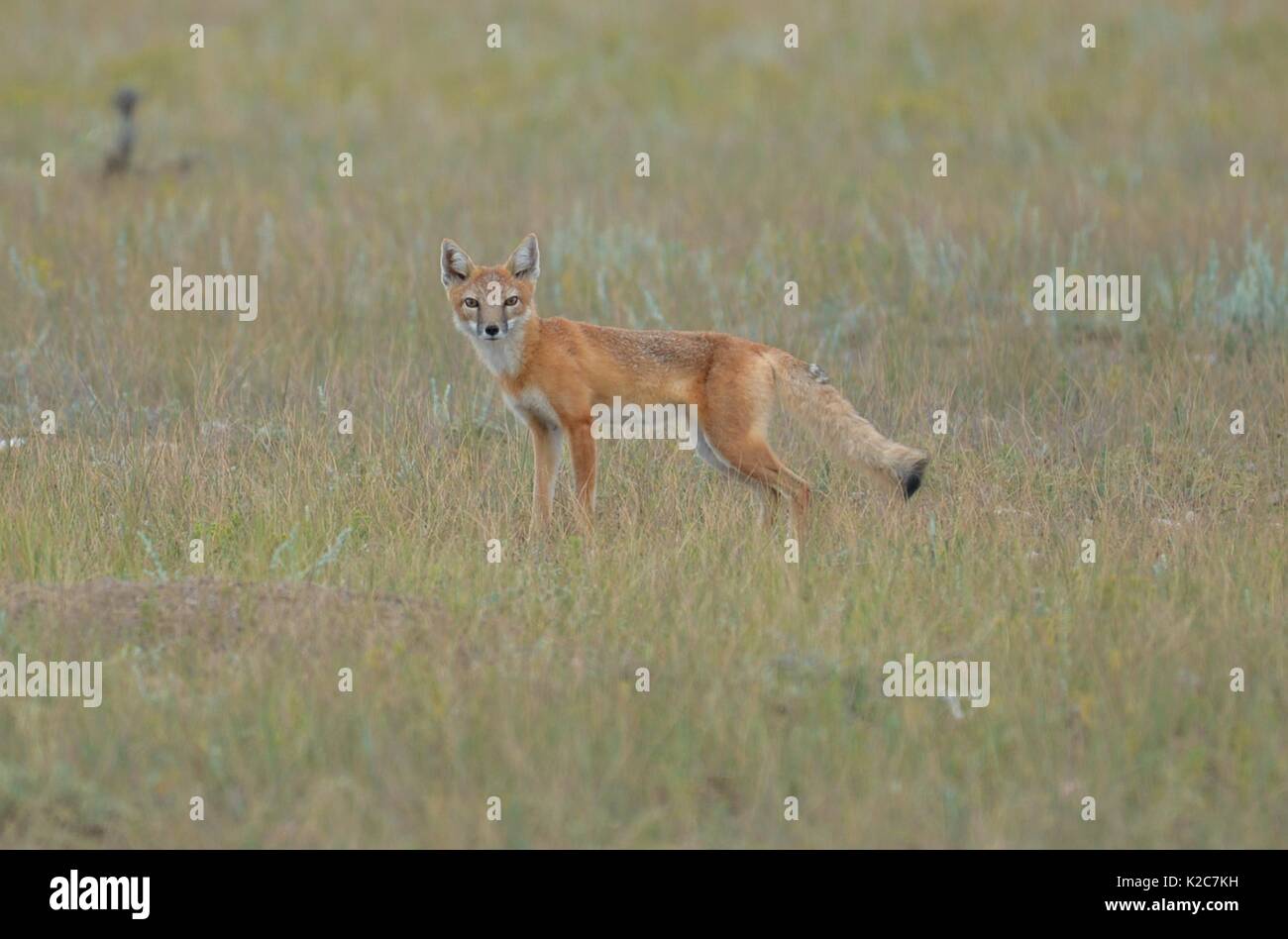 A swift fox is seen alone among the prairie grasslands August 16, 2017 ...