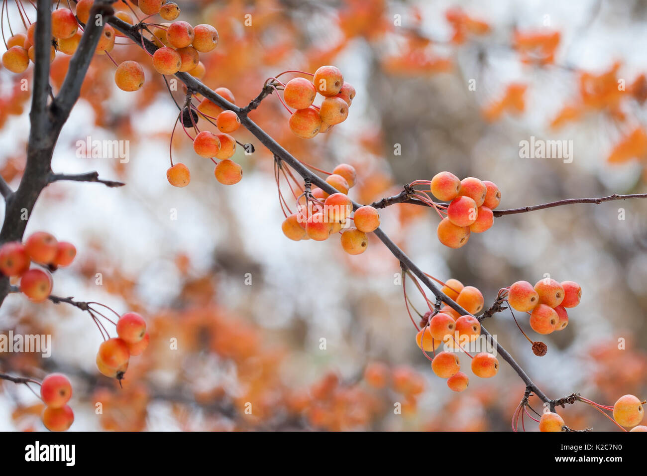 Crab apple tree branch with ripe fruit closeup hi-res stock photography ...