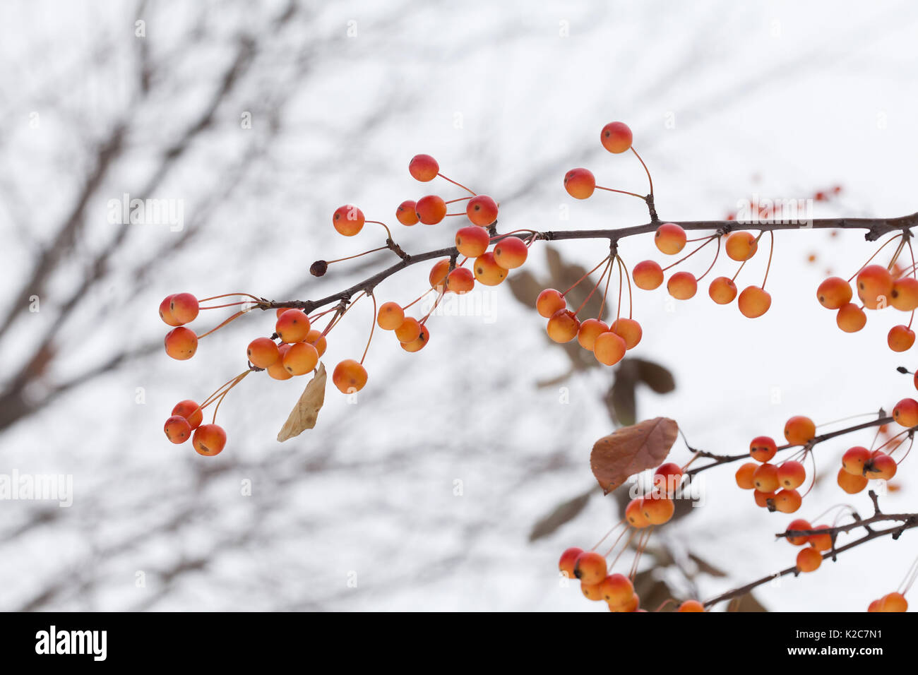 Chinese crabapple malus prunifolia hi-res stock photography and images ...