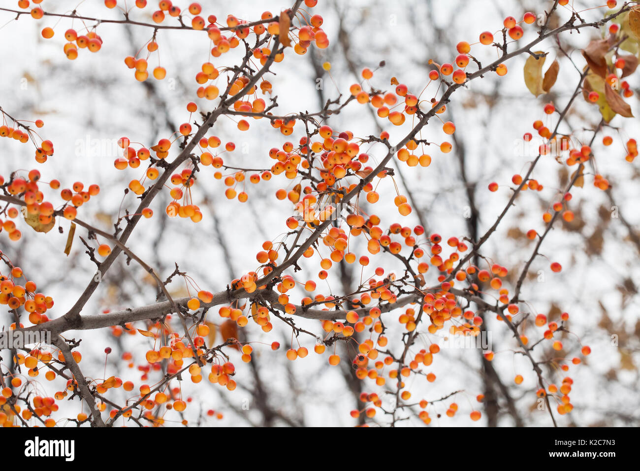 Plum leaf crabapple hi-res stock photography and images - Alamy