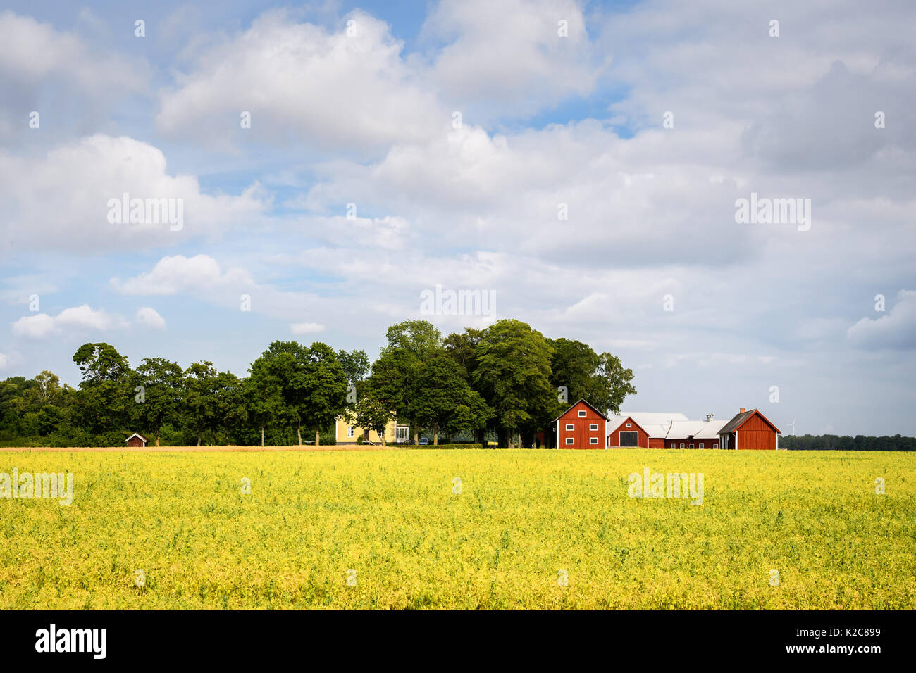 Yellow farm hi-res stock photography and images - Alamy