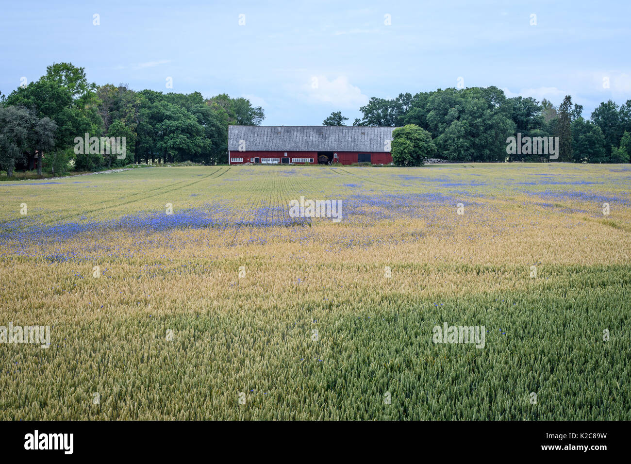 Flax in wheat field Stock Photo - Alamy