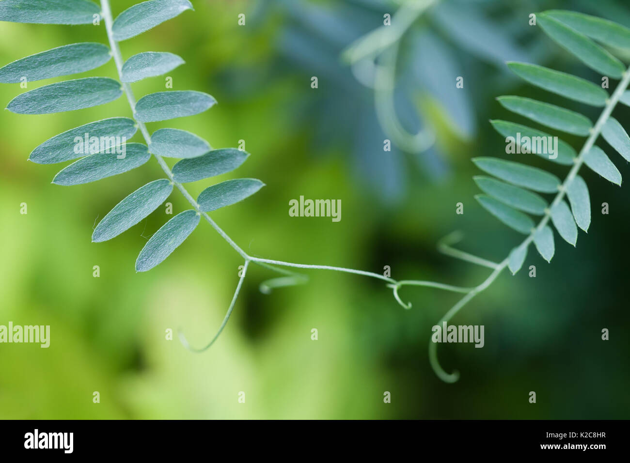 Plants two connect hi-res stock photography and images - Alamy