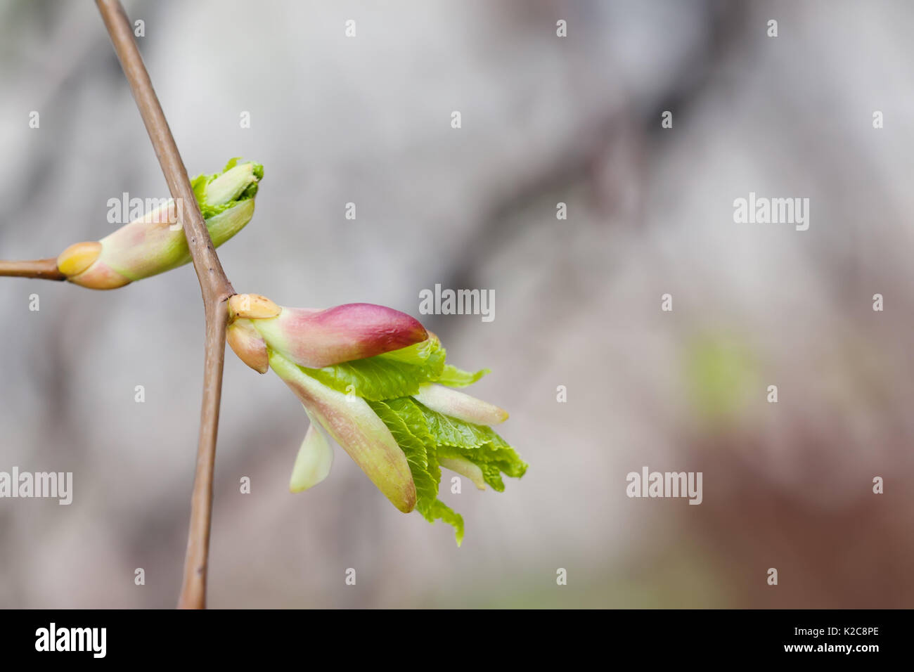 Budding shoot hi-res stock photography and images - Alamy