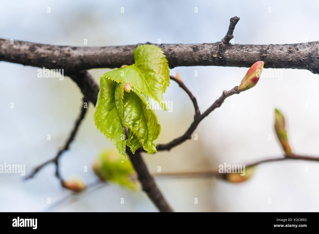 Budding shoot hi-res stock photography and images - Alamy