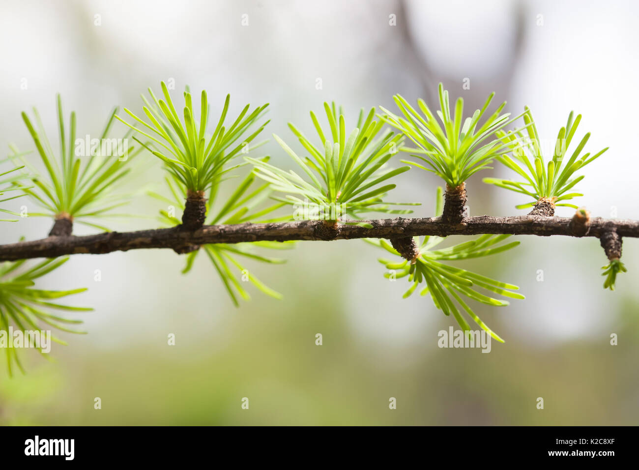 Young norway spruce bud hi-res stock photography and images - Alamy