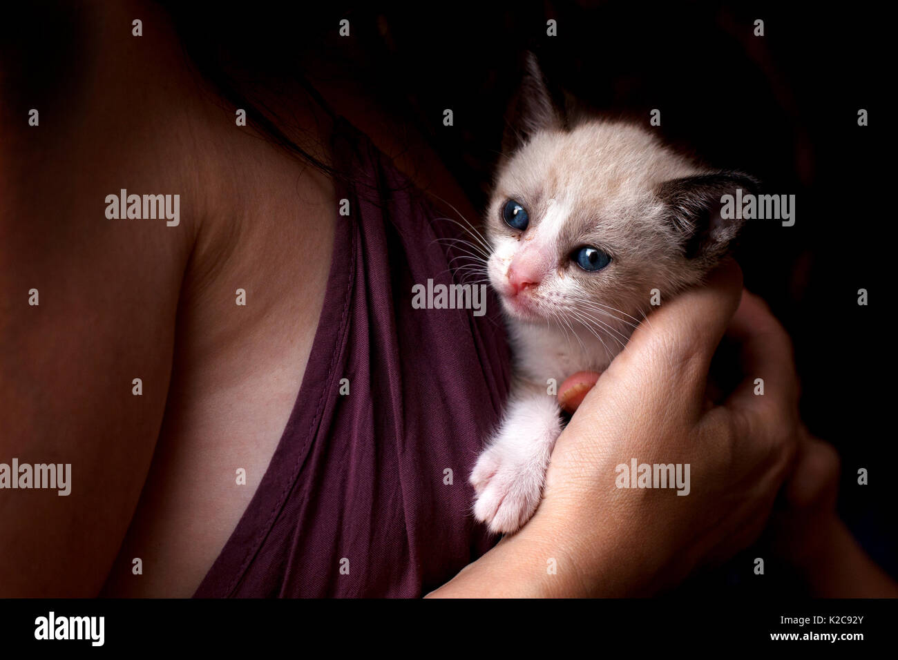 1 week old kitten hi-res stock photography and images - Alamy