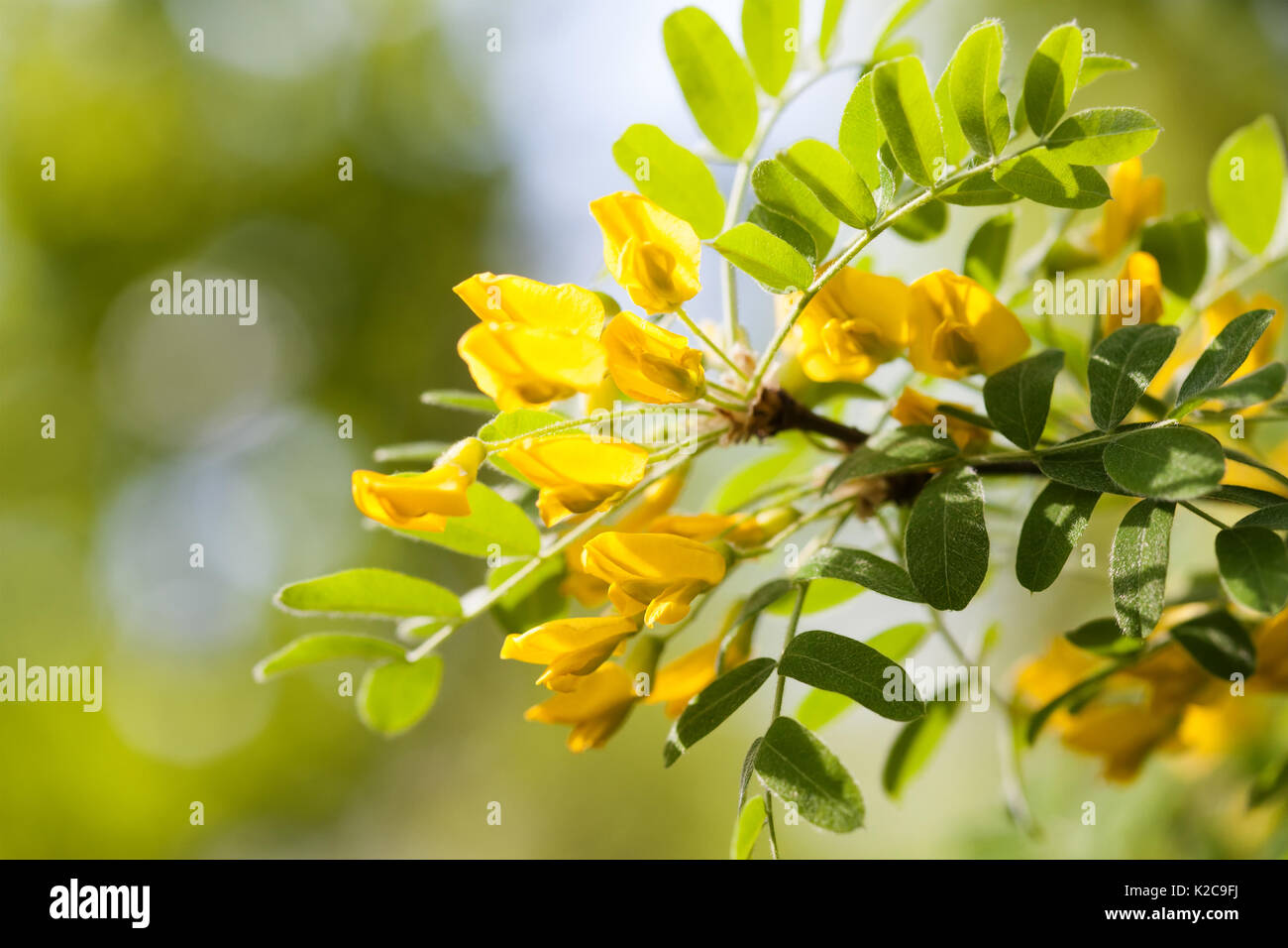 Acacia Branch High Resolution Stock Photography and Images - Alamy