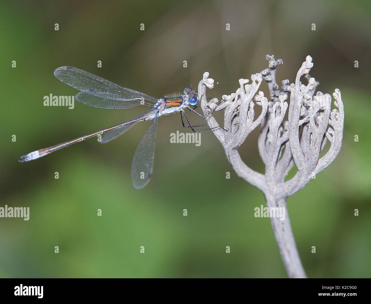 Four winged insect hi-res stock photography and images - Alamy