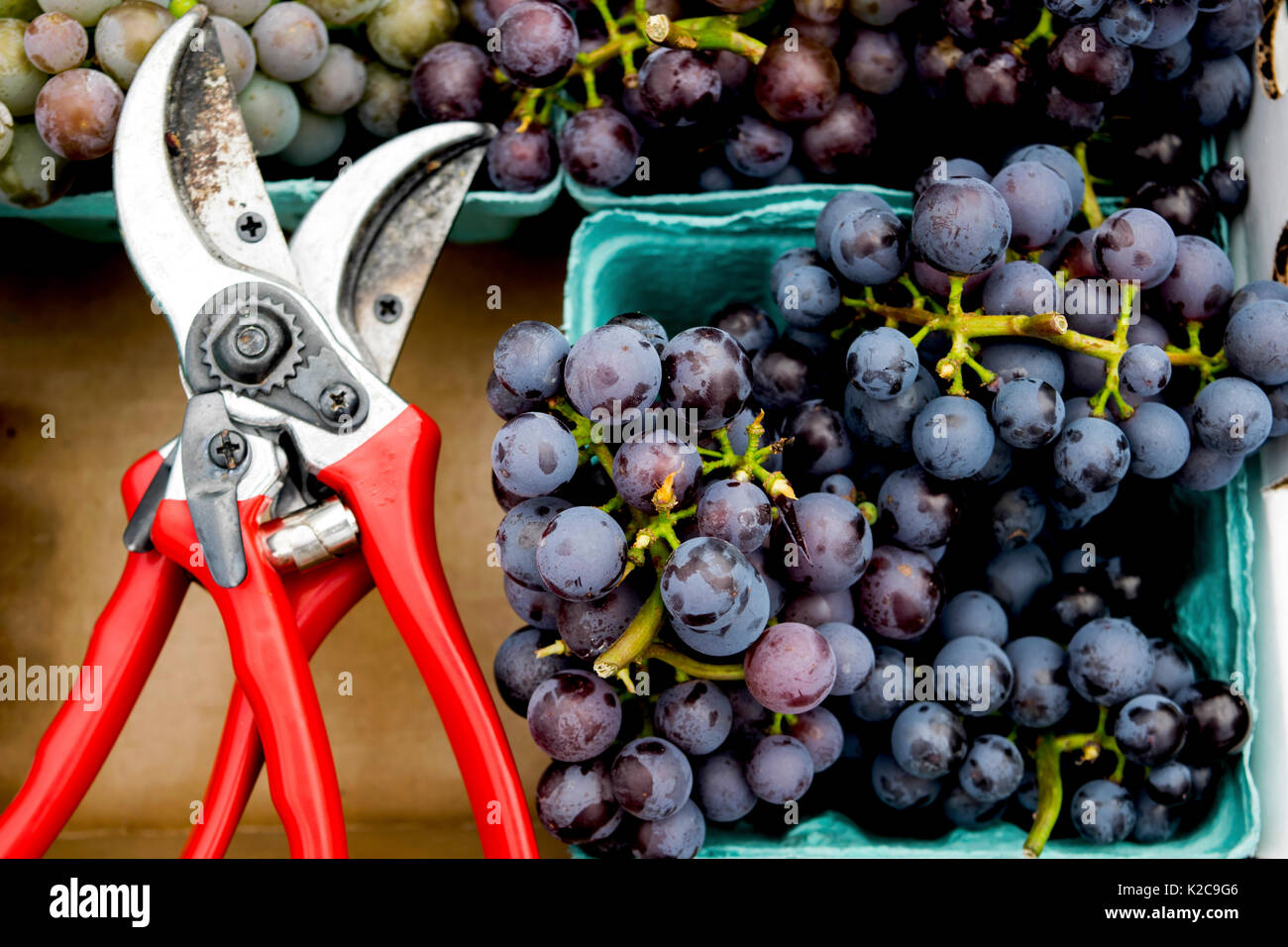 Grapes and shears harvested this fall Stock Photo - Alamy