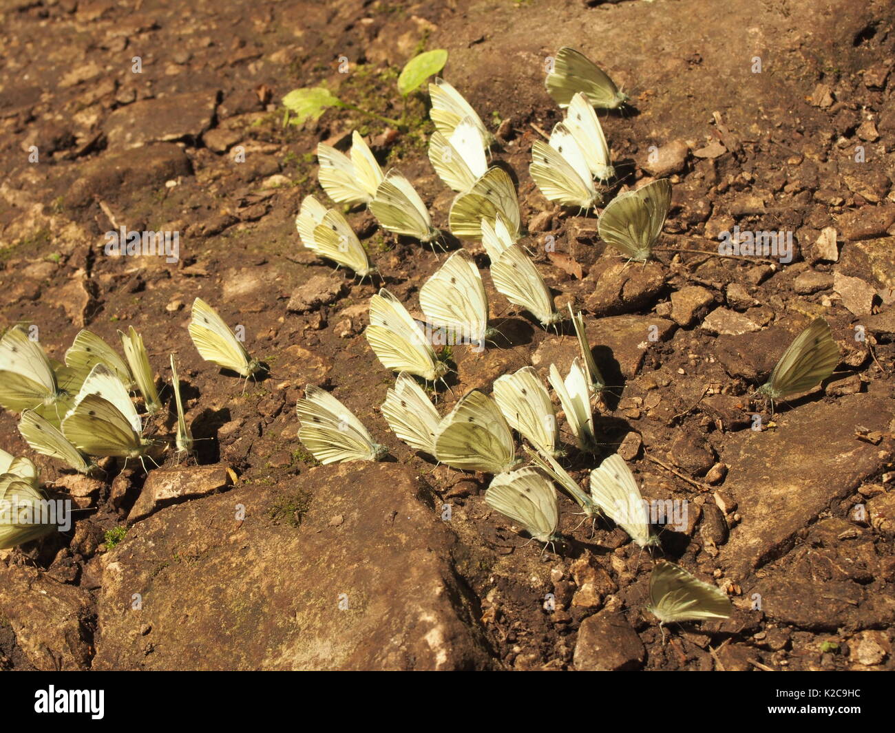Butterflies on mud hi-res stock photography and images - Alamy