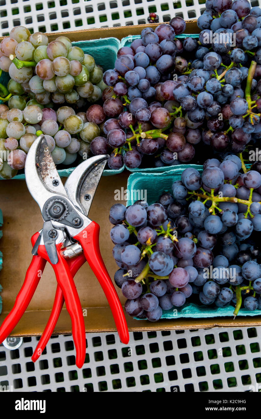 Grapes and shears harvested this fall Stock Photo - Alamy