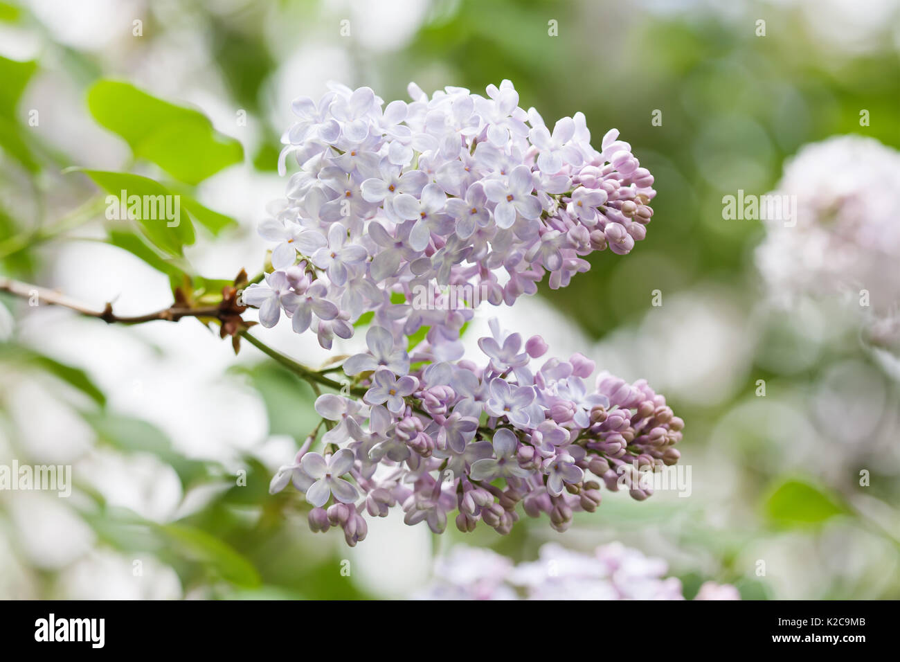 Nature landscape with pink lilac bush. Green soft background. Garden ...