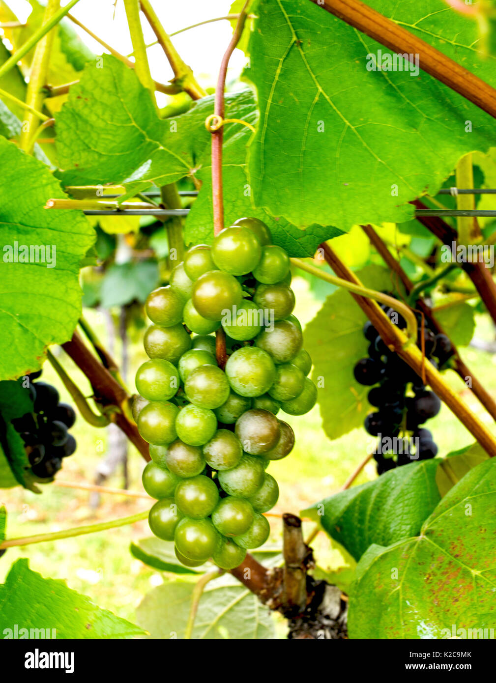 Bunches ripe purple grapes hi-res stock photography and images - Alamy
