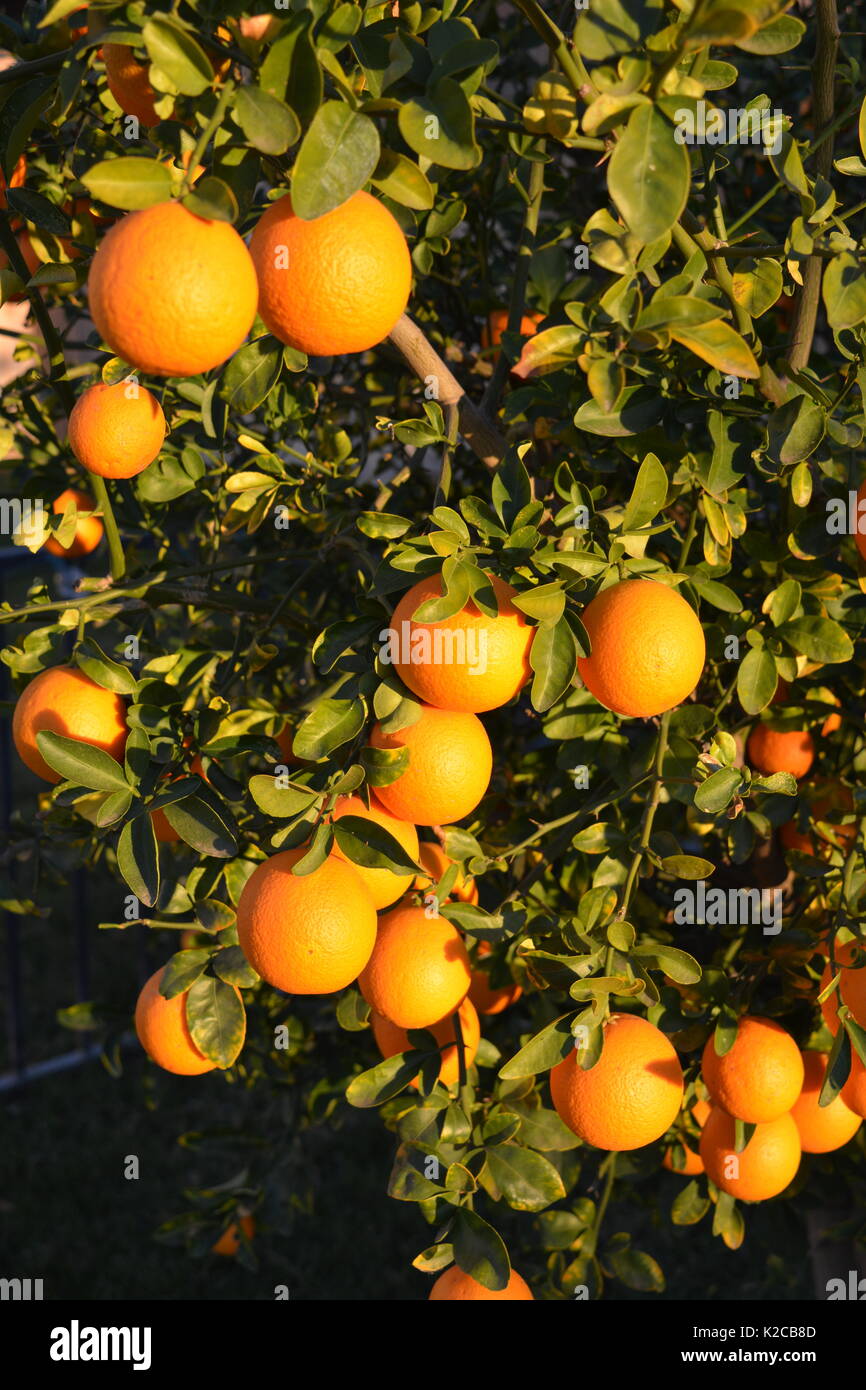 Orange Tree with blue sky Stock Photo - Alamy
