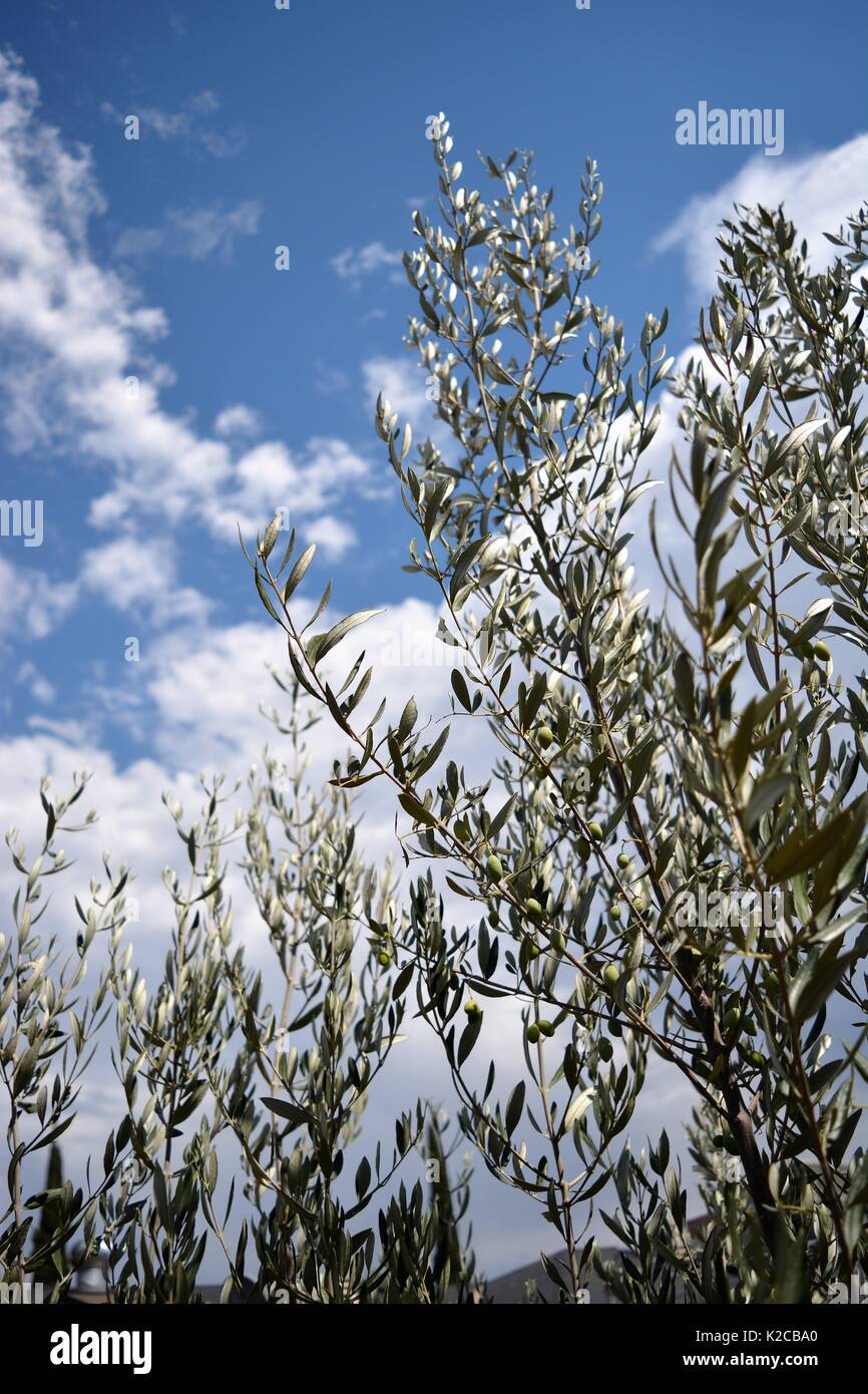 Tall Olive Tree Blue Sky Stock Photo - Alamy