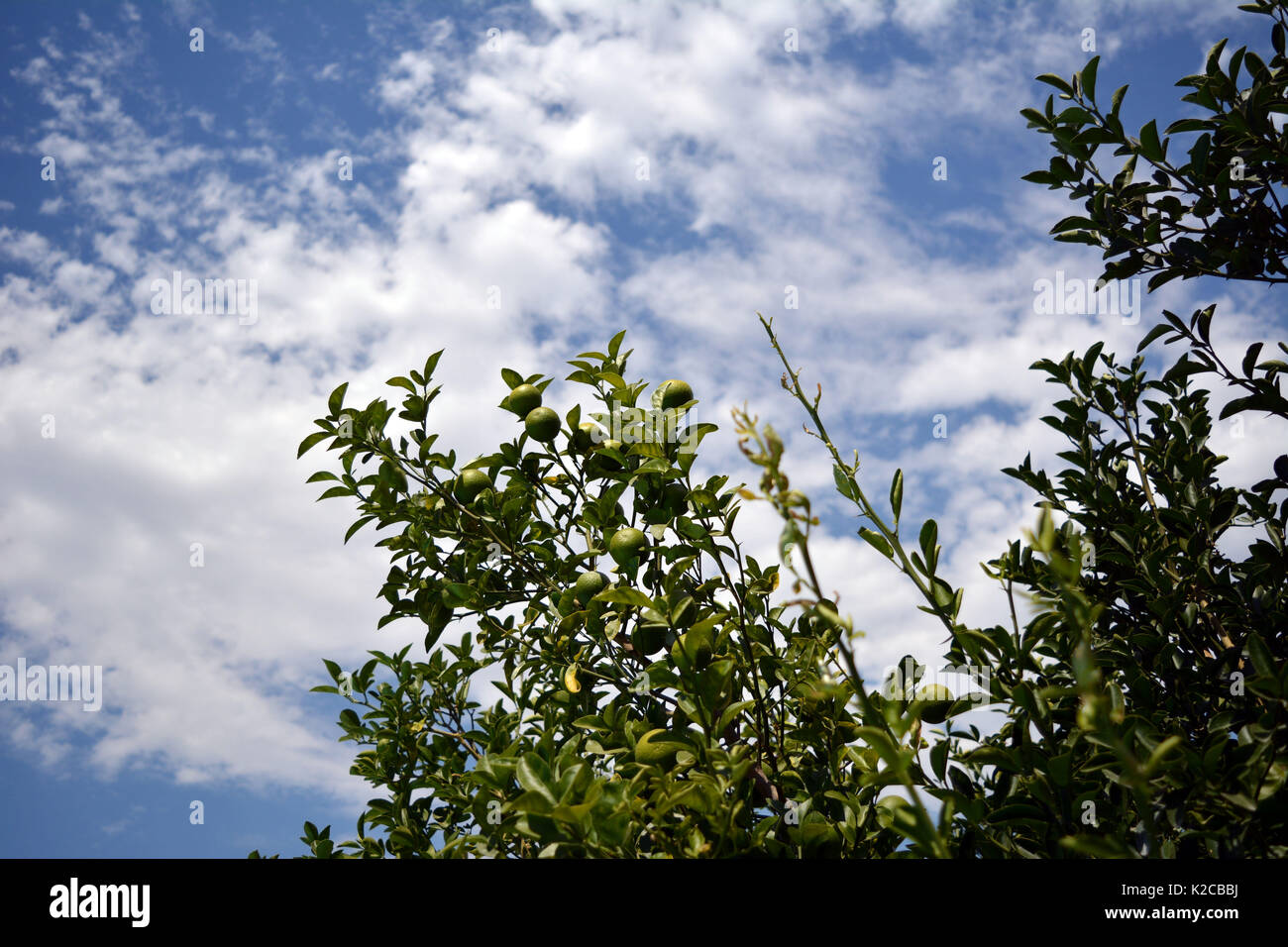 Orange Tree with blue sky Stock Photo - Alamy