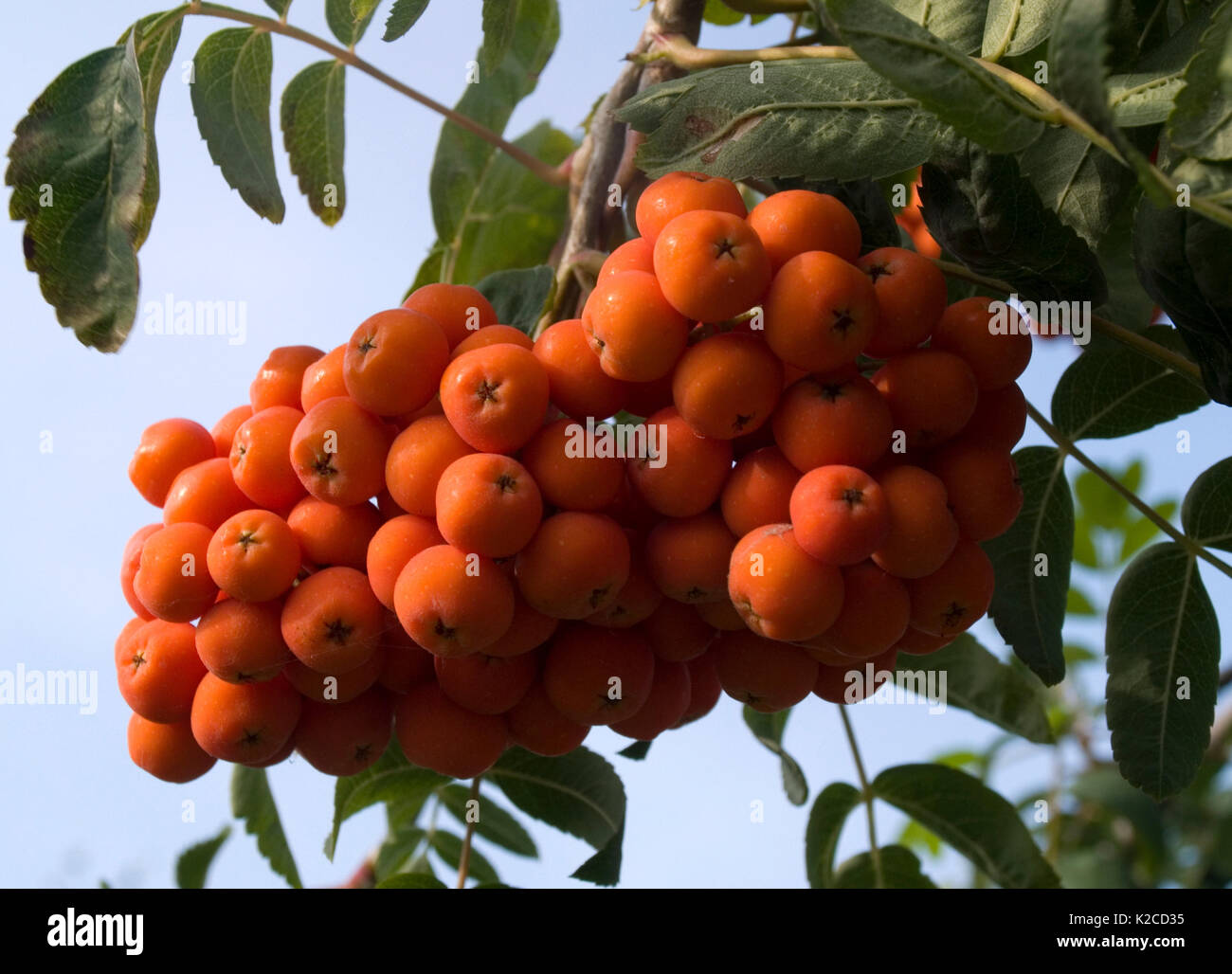 Fruits of mountain ash Stock Photo - Alamy