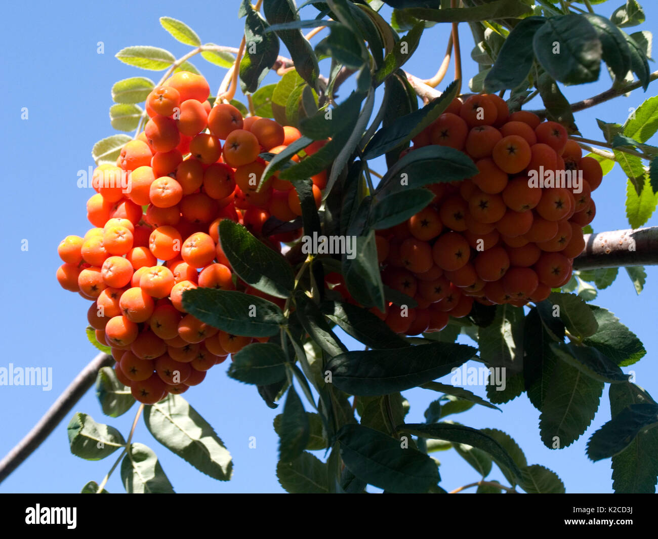 Fruits of mountain ash Stock Photo - Alamy