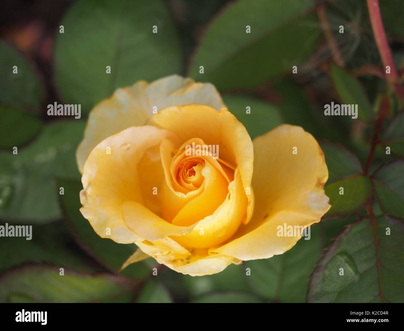 Bud yellow roses growing on the Bush. Gardening. Floriculture Stock ...