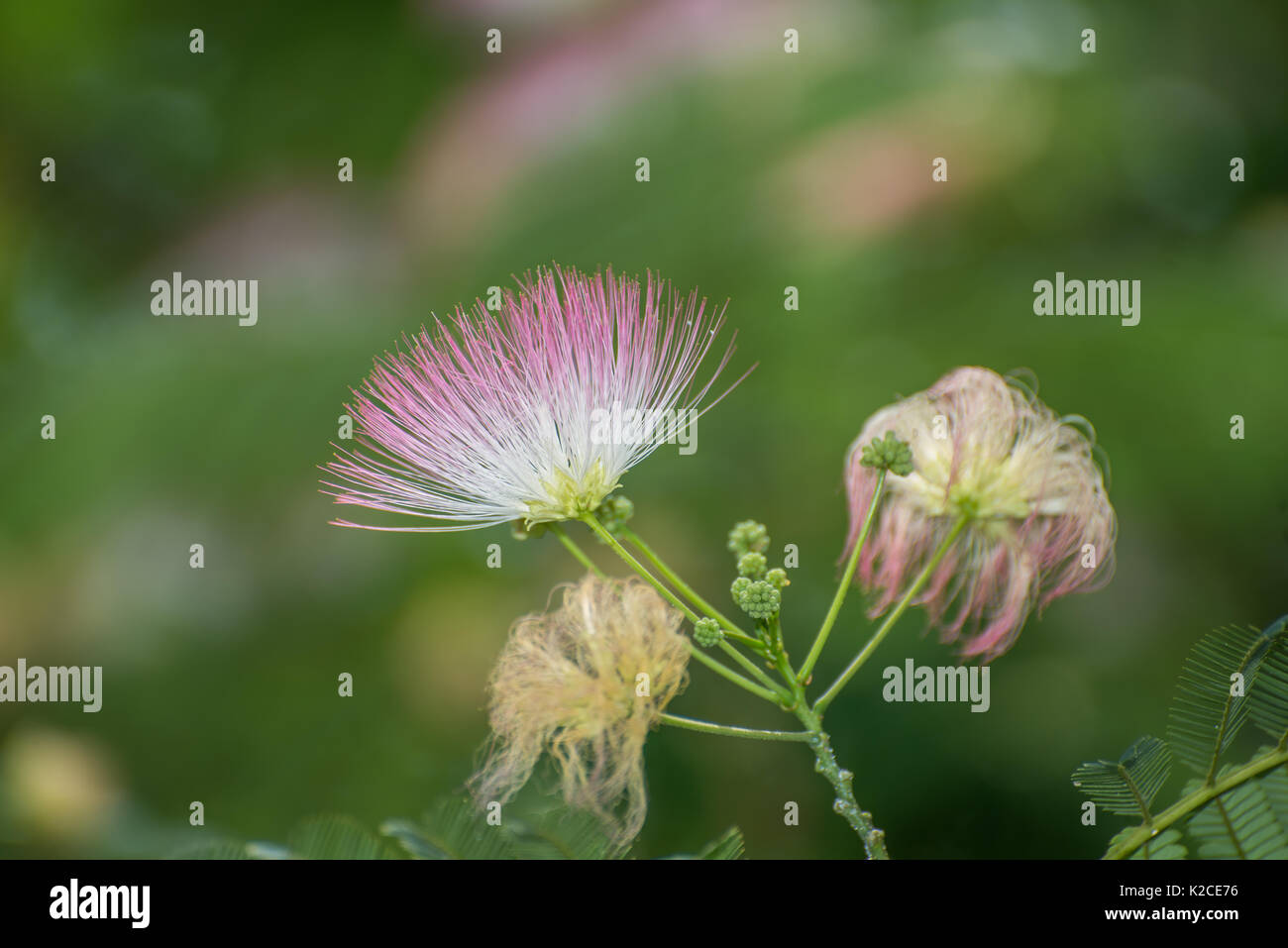 Wispy flowers hi-res stock photography and images - Alamy