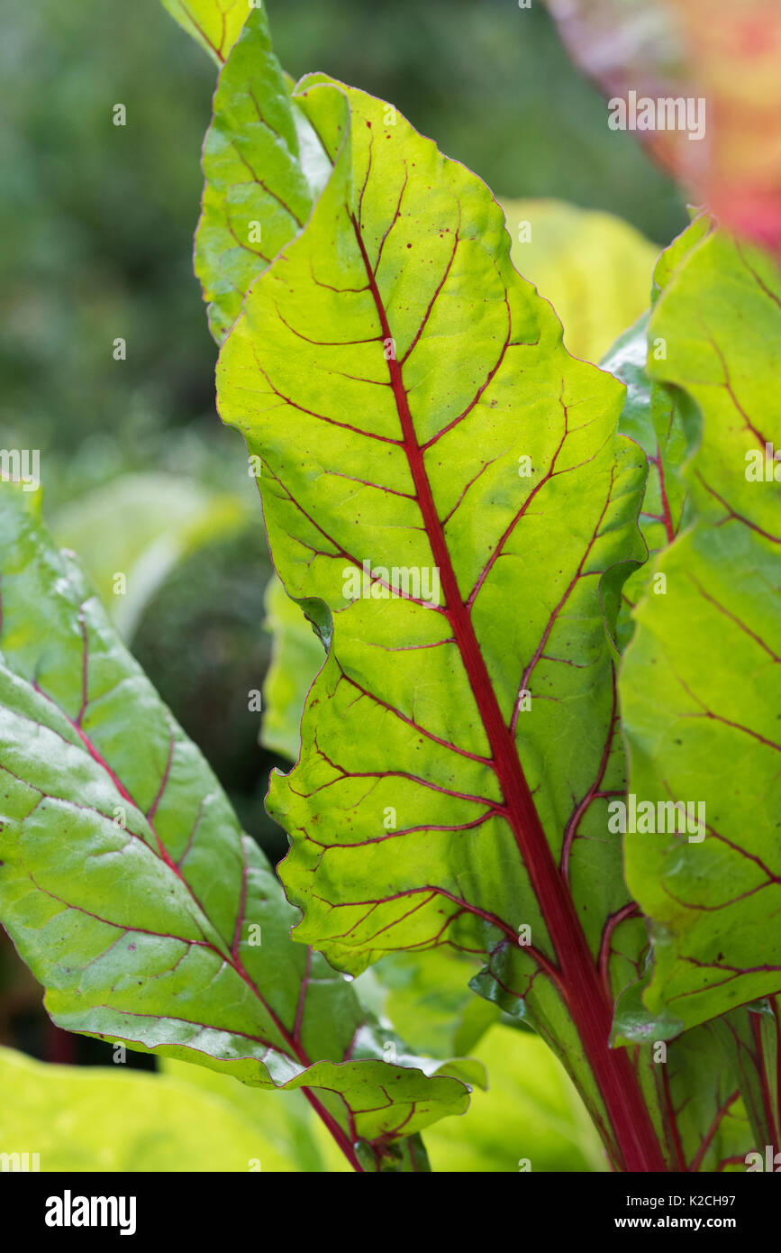 Beta vulgaris. Young Swiss chard 'bright lights' in a vegetable patch ...