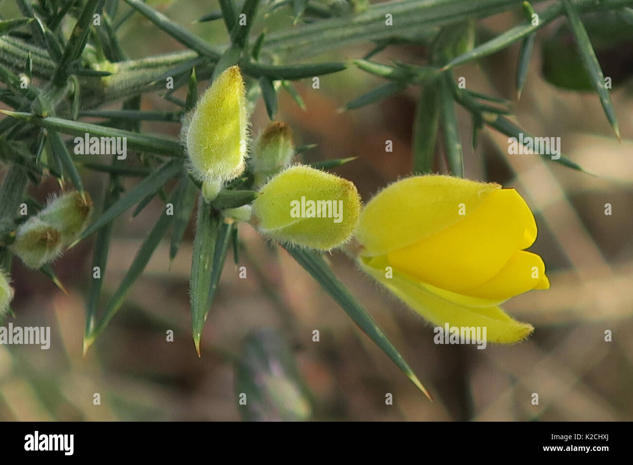 a close up detail macro backlit gorse bush branch with yellow flower ...