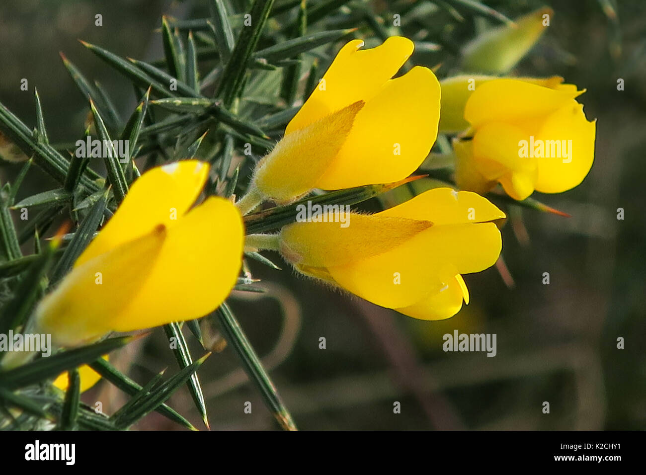 Gorse needles hi-res stock photography and images - Alamy