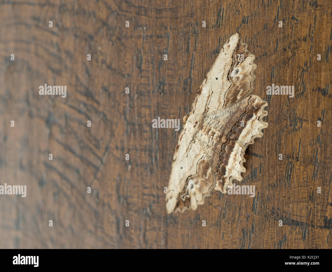 Timber moth hi-res stock photography and images - Alamy
