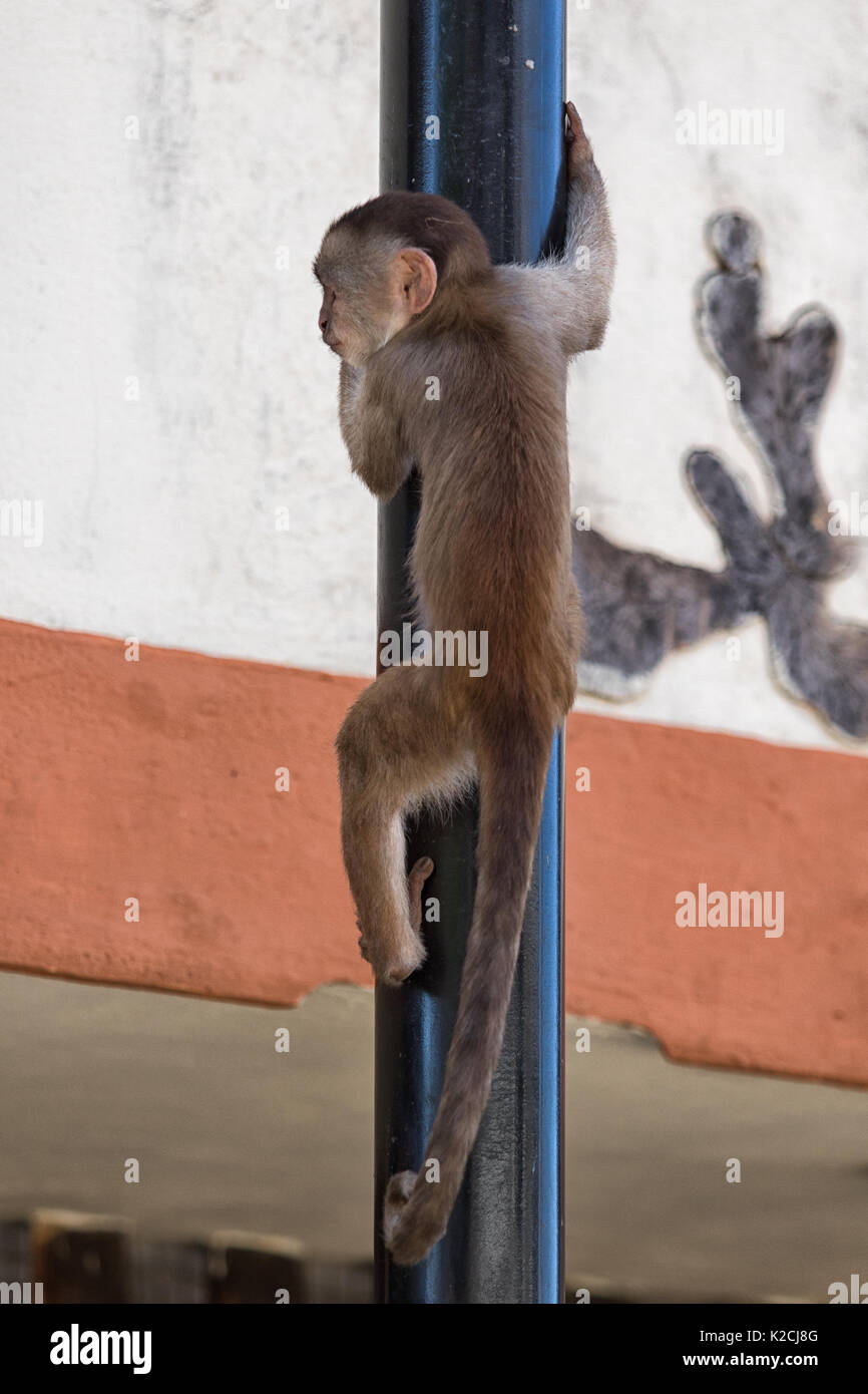 Monkey pole hi-res stock photography and images - Alamy
