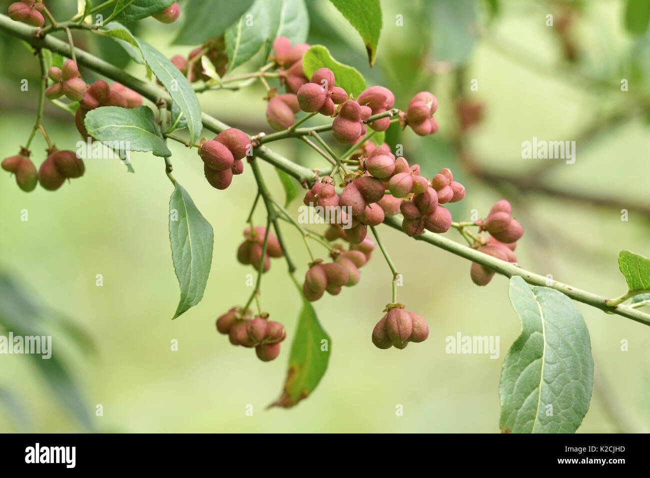 Spindle (Euonymus europaeus Stock Photo - Alamy