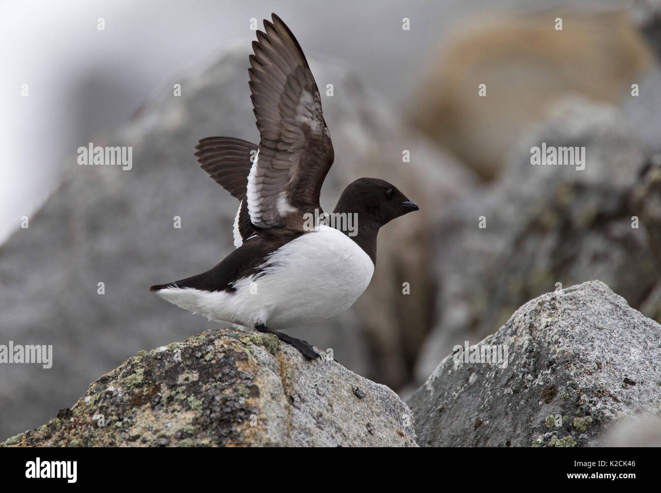 Little Auk, Alle alle, single adult stretching wings on rock. Taken in ...