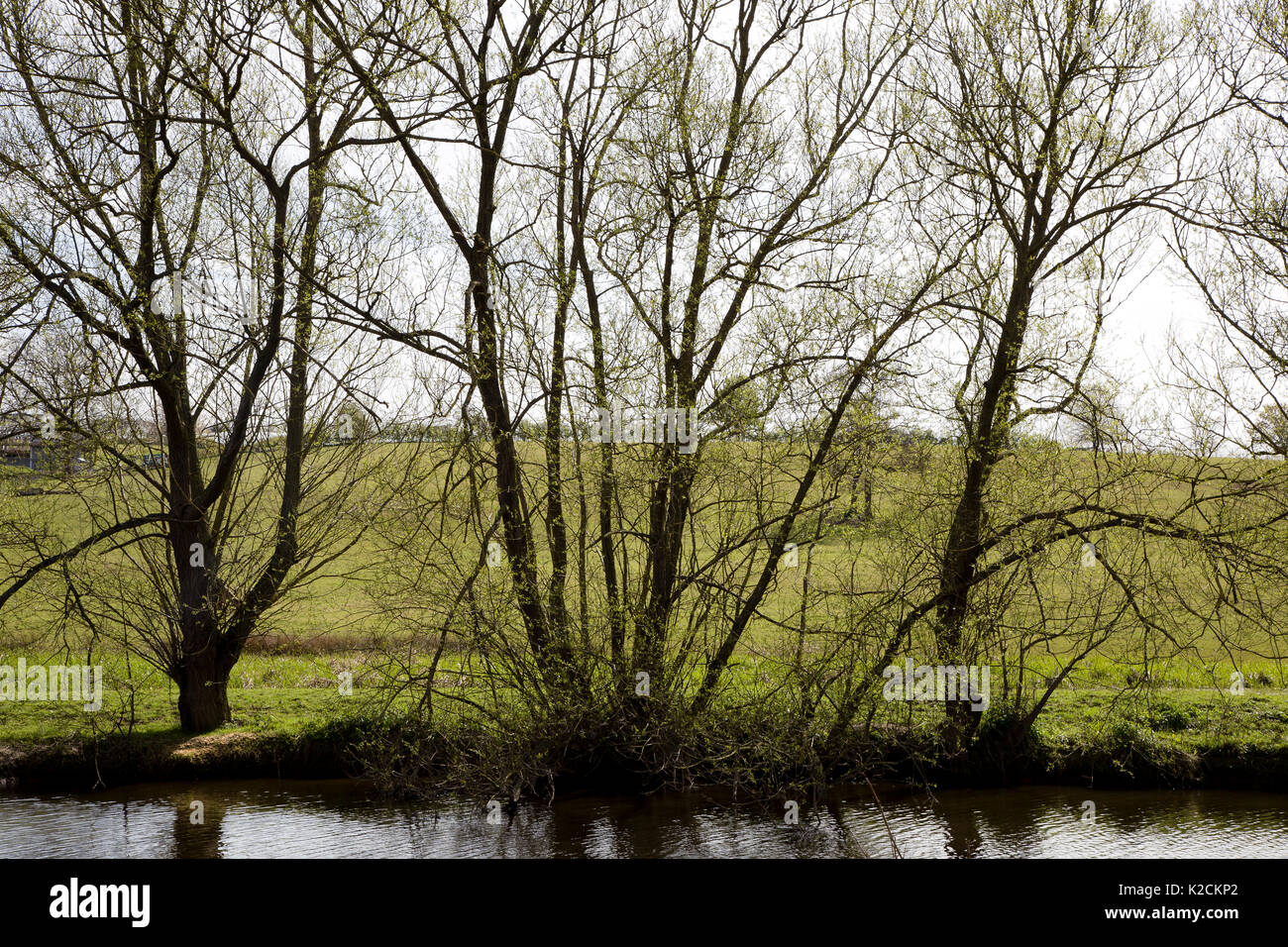 Riverside trees hi-res stock photography and images - Alamy