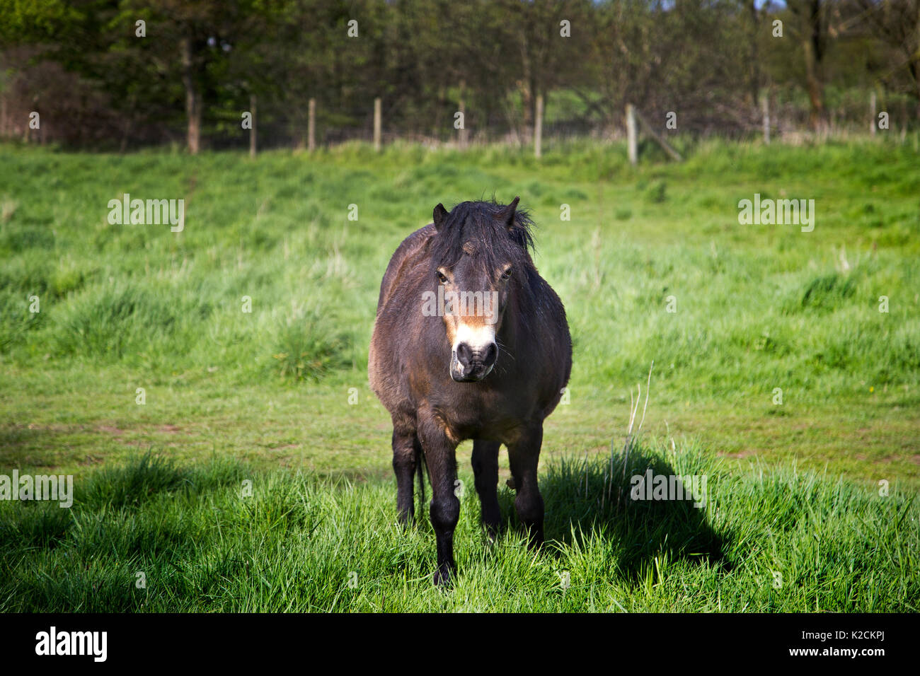 Starring horses hi-res stock photography and images - Alamy