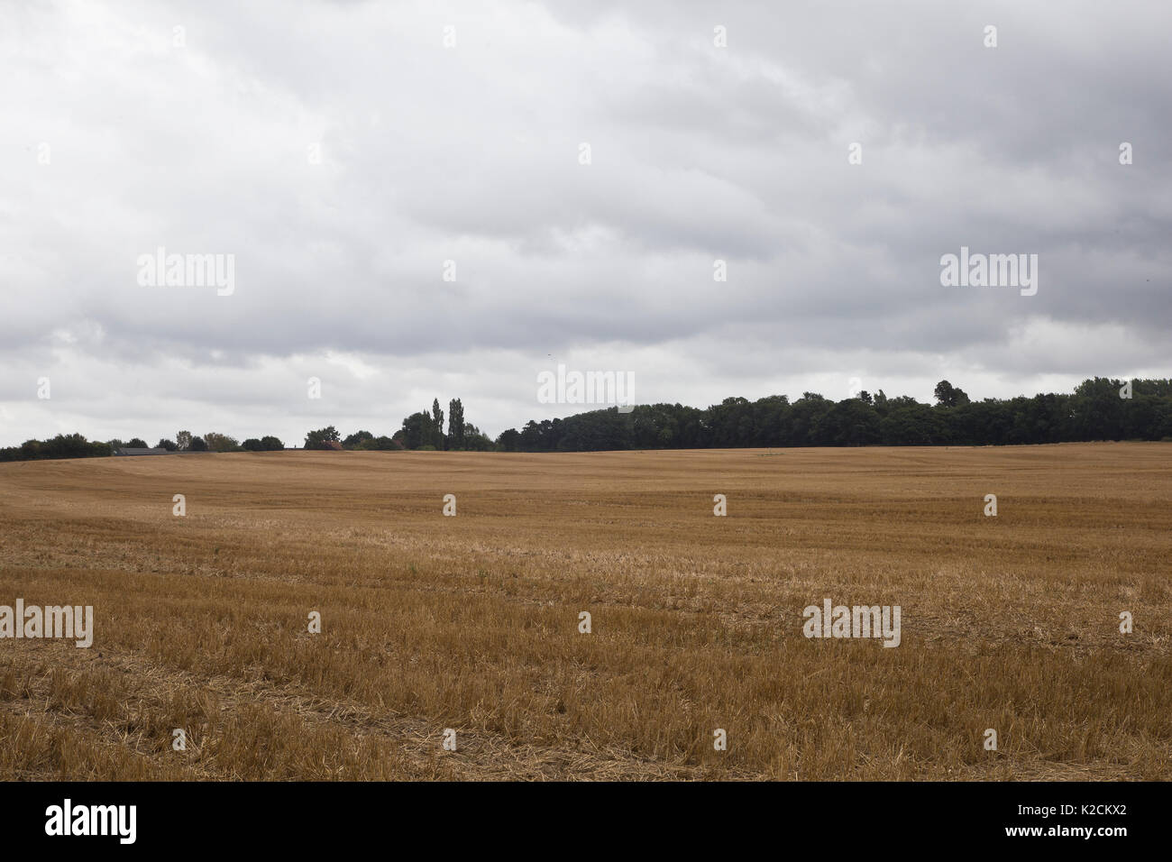 Kent wheatfield hi-res stock photography and images - Alamy