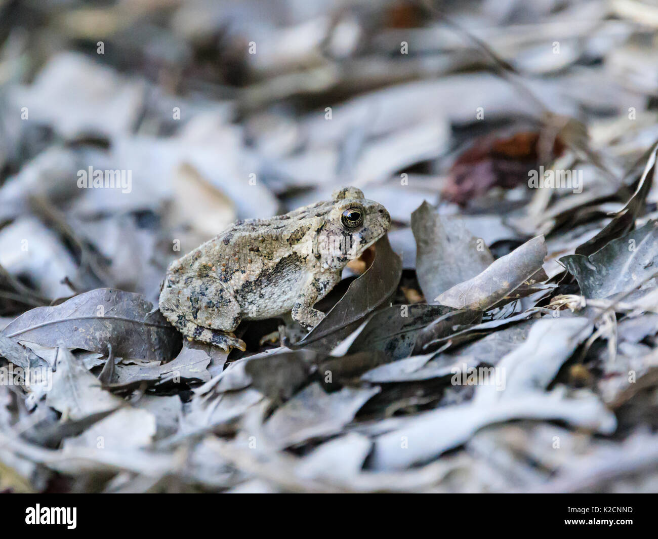 A Fowler's Toad, Anaxyrus fowleri, blending into the leaves as he makes ...