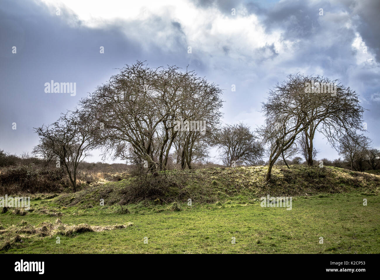 Beautiful trees england hi-res stock photography and images - Alamy