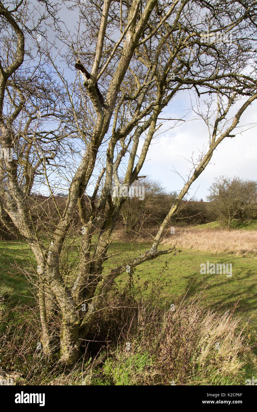 England trees hi-res stock photography and images - Alamy