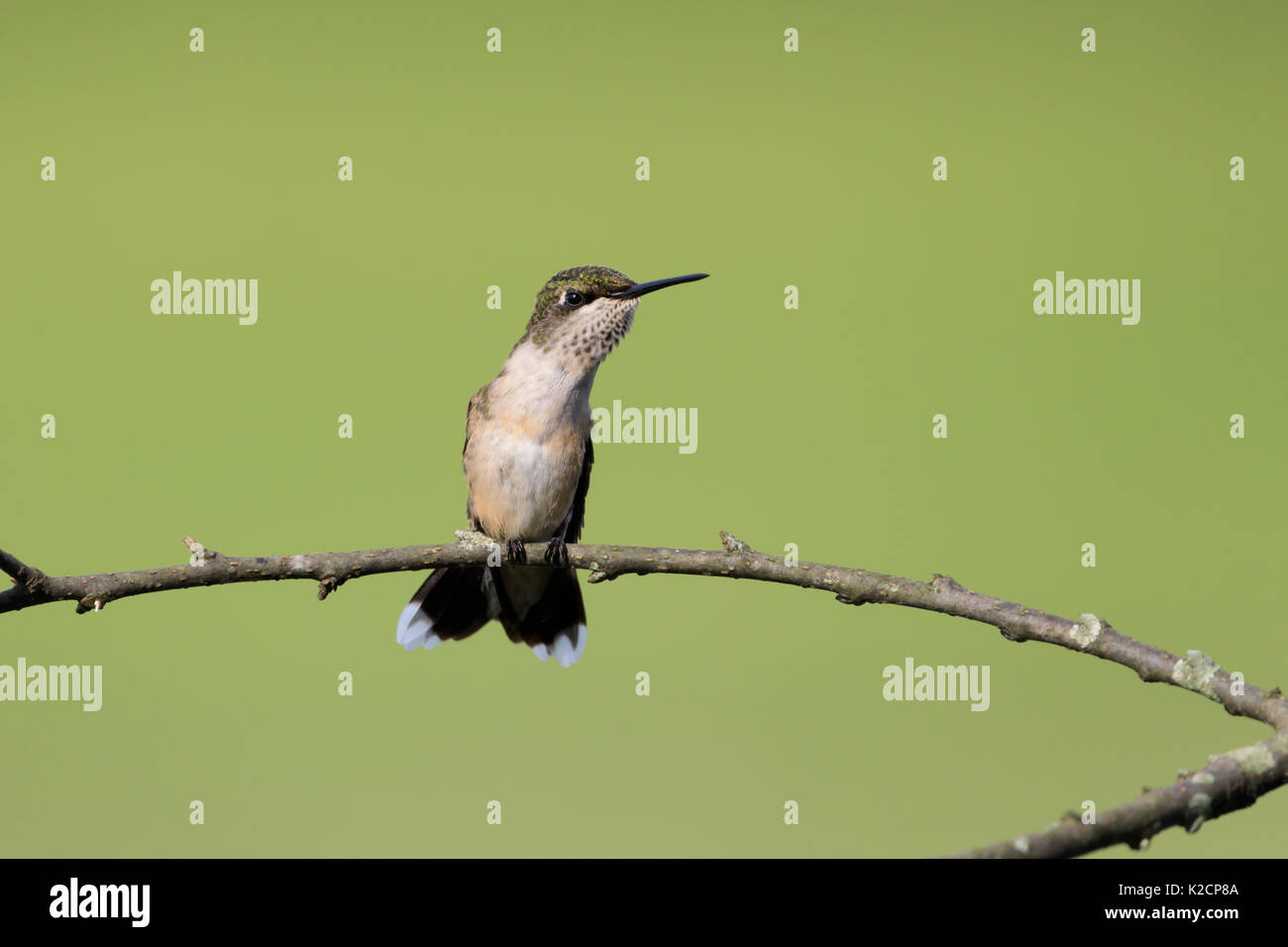 female Ruby-throated hummingbird, Archilochus colubris, sitting on a ...