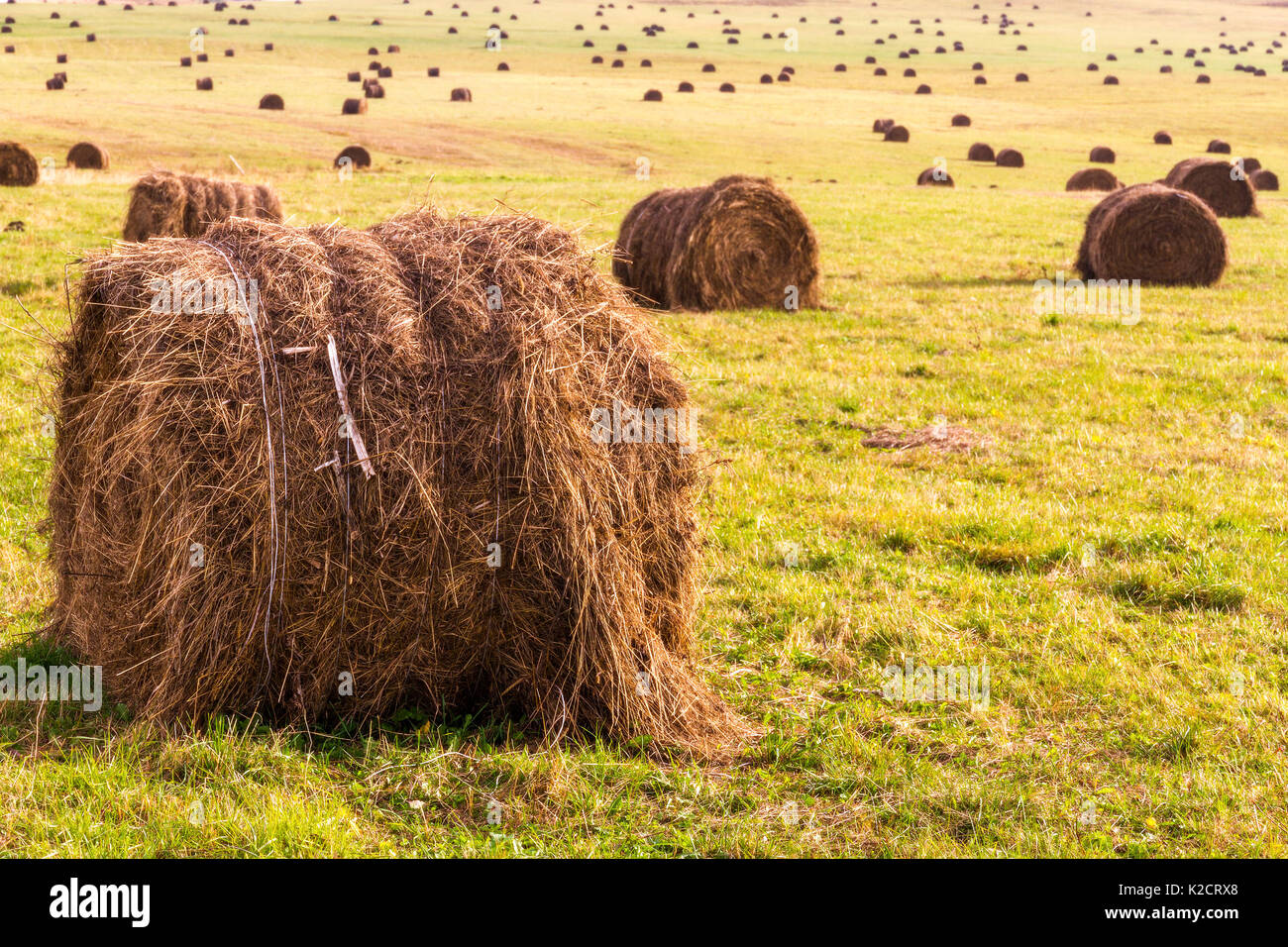 Windrows hi-res stock photography and images - Alamy