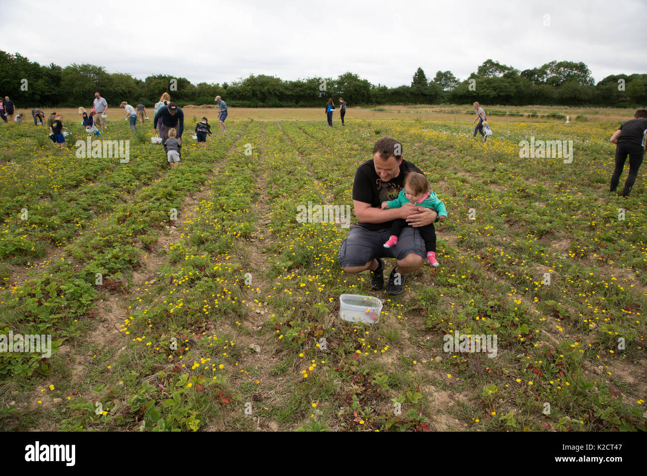 Child picking raspberries uk hi-res stock photography and images - Alamy