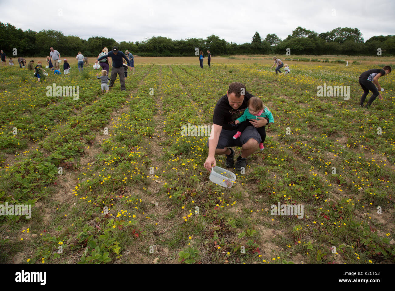 Child picking raspberries uk hi-res stock photography and images - Alamy
