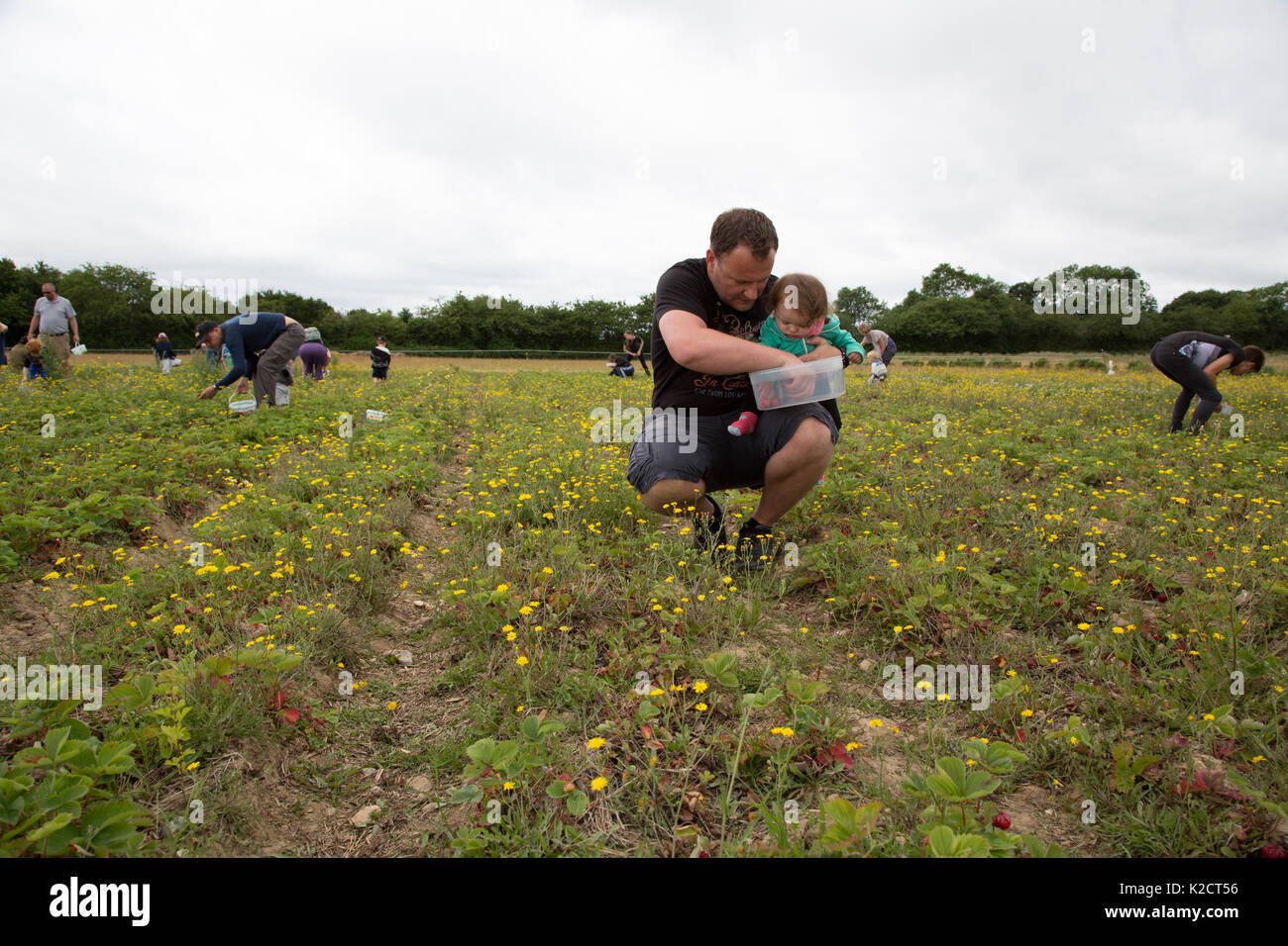 Child picking raspberries uk hi-res stock photography and images - Alamy