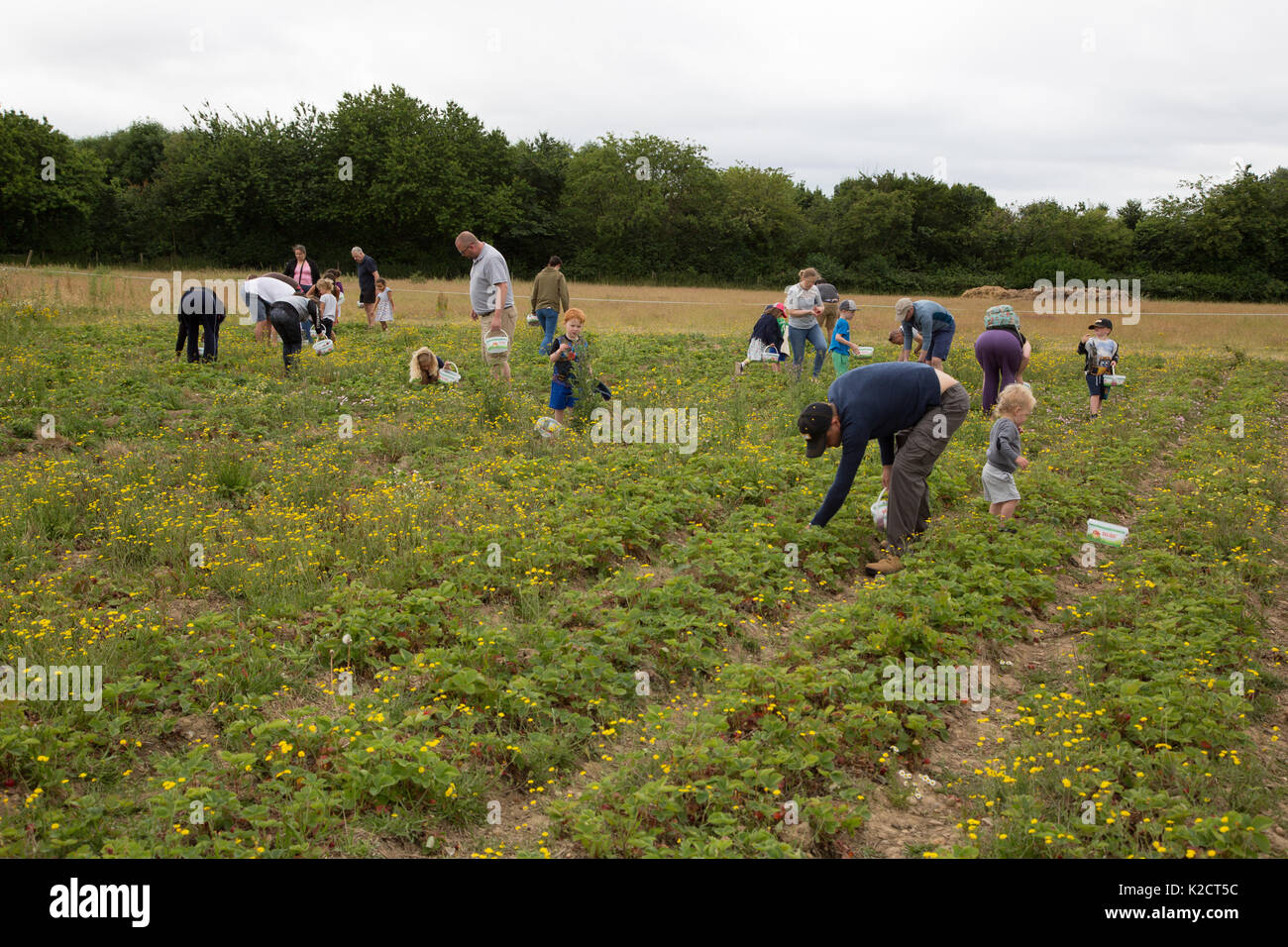 People picking fruits strawberry farm hi-res stock photography and ...