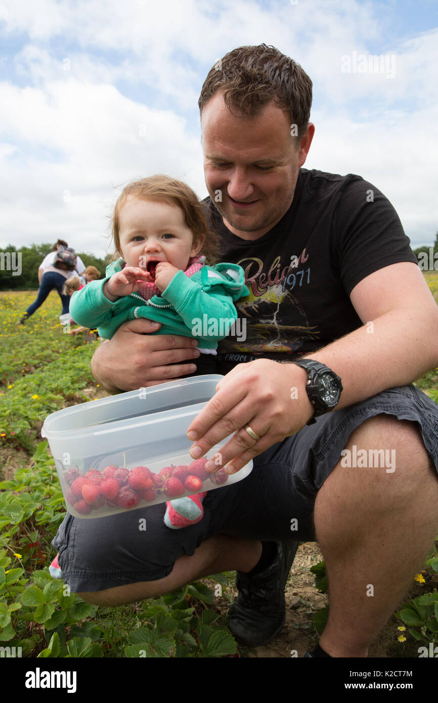 Child picking raspberries uk hi-res stock photography and images - Alamy
