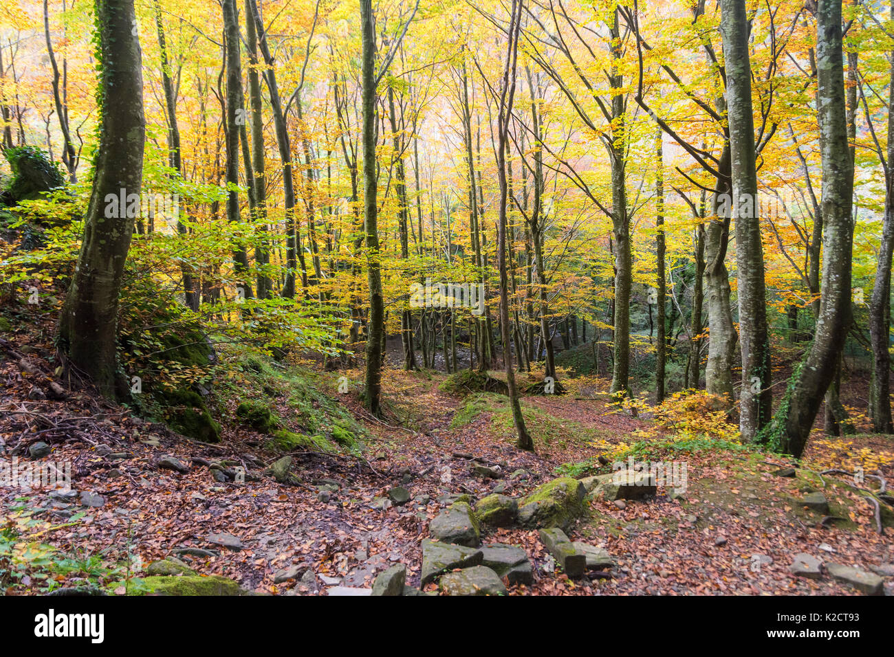 Italian autumn landscape in a forest Stock Photo - Alamy