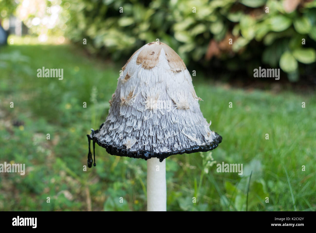 Judges wig black cap hi-res stock photography and images - Alamy