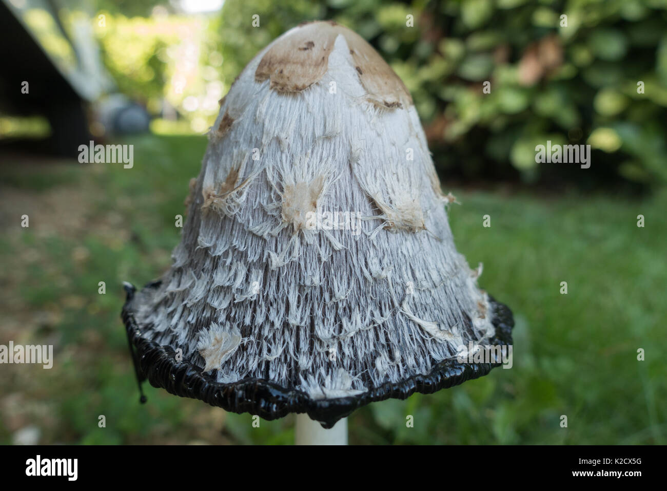 Judges wig black cap hi-res stock photography and images - Alamy