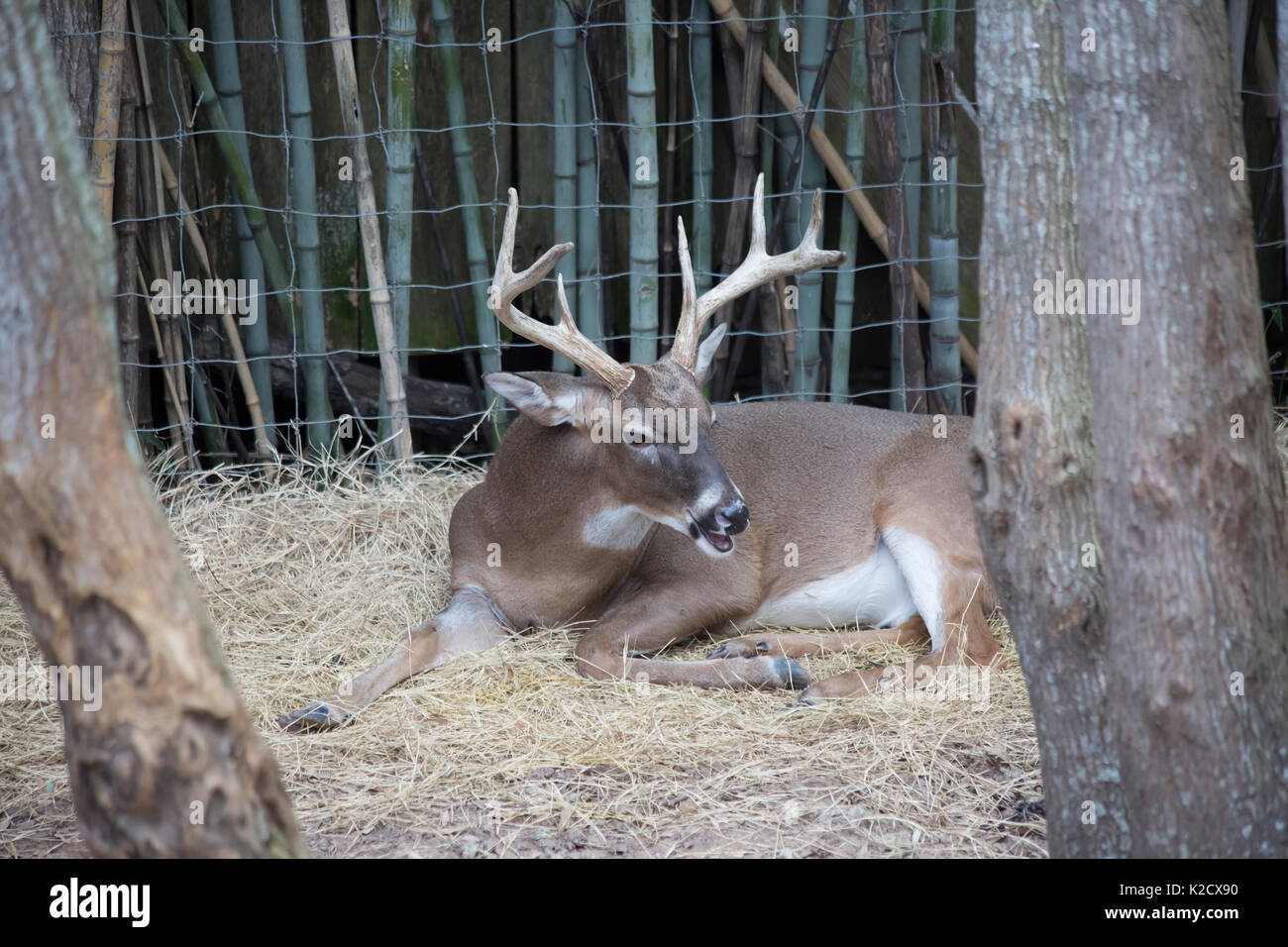 White tailed deer buck (Odocoileus virginianus) resting peacefully ...