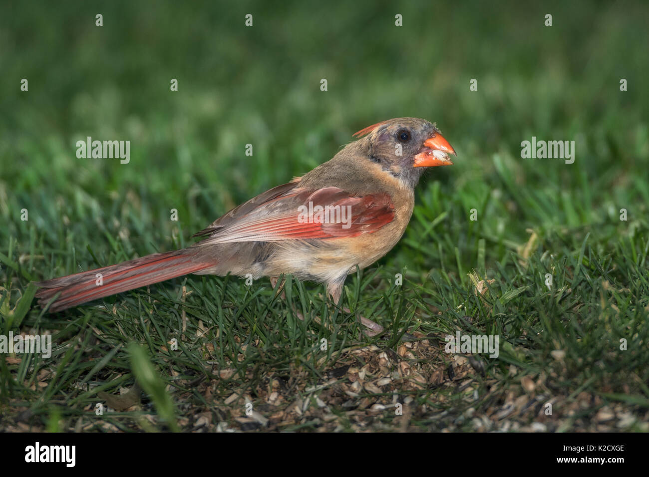 Female Northern Cardinal foraging green grass Stock Photo - Alamy